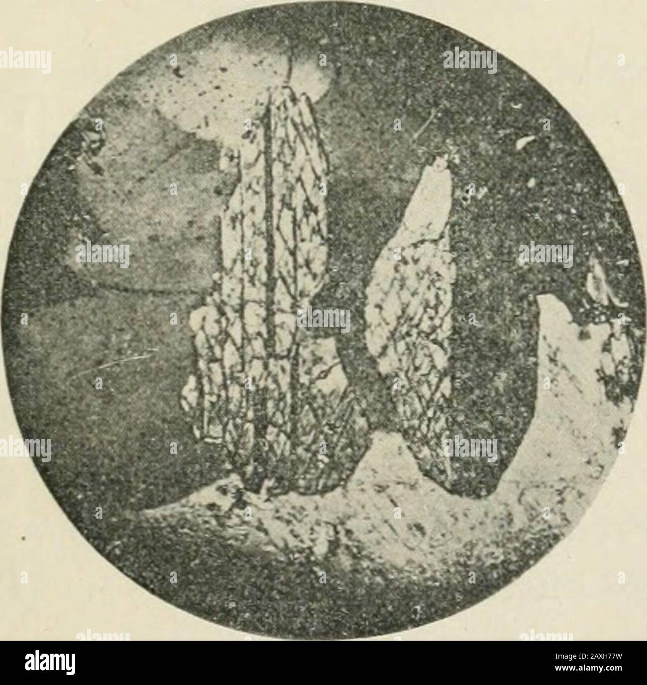 Pyroxène microscope Banque de photographies et d’images à haute ...