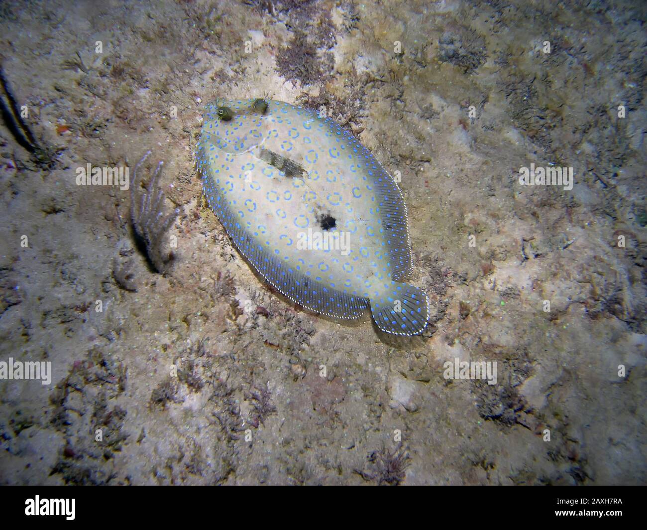 Bothus pantherinus Banque de photographies et d’images à haute ...