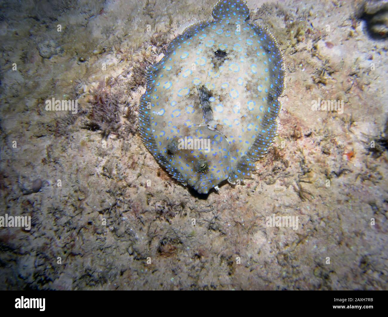 Bothus pantherinus Banque de photographies et d’images à haute ...