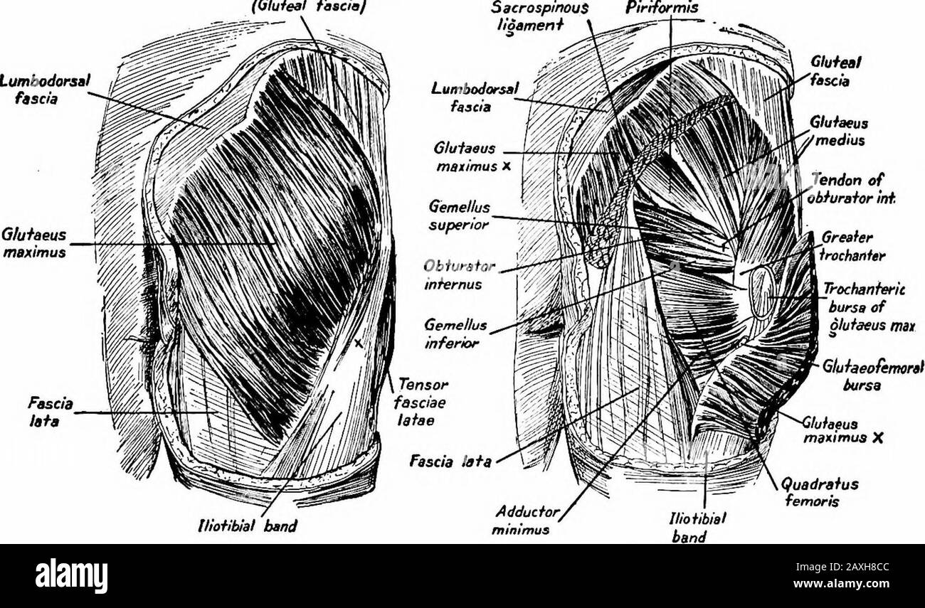 Un manuel d'anatomie . d le fascia sur lui.Il est inséré dans la partie ...