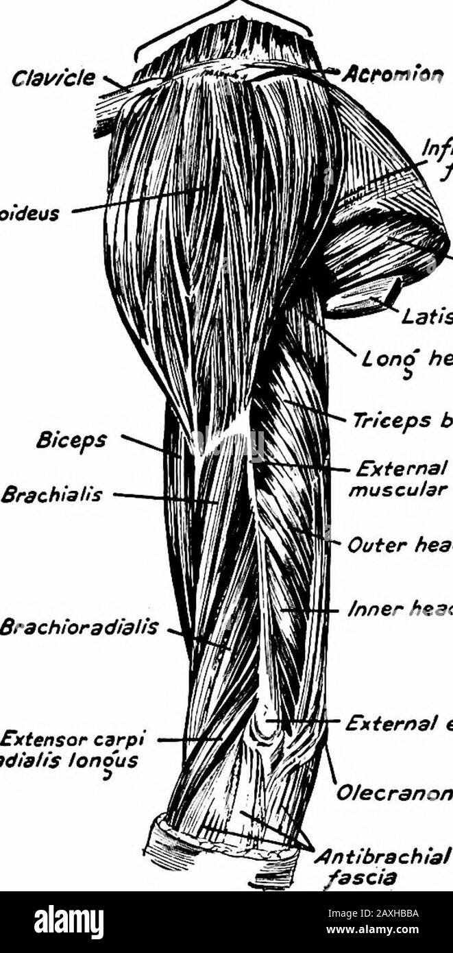 Un manuel d'anatomie . de la marge ventrale de la clavicule, de la ...