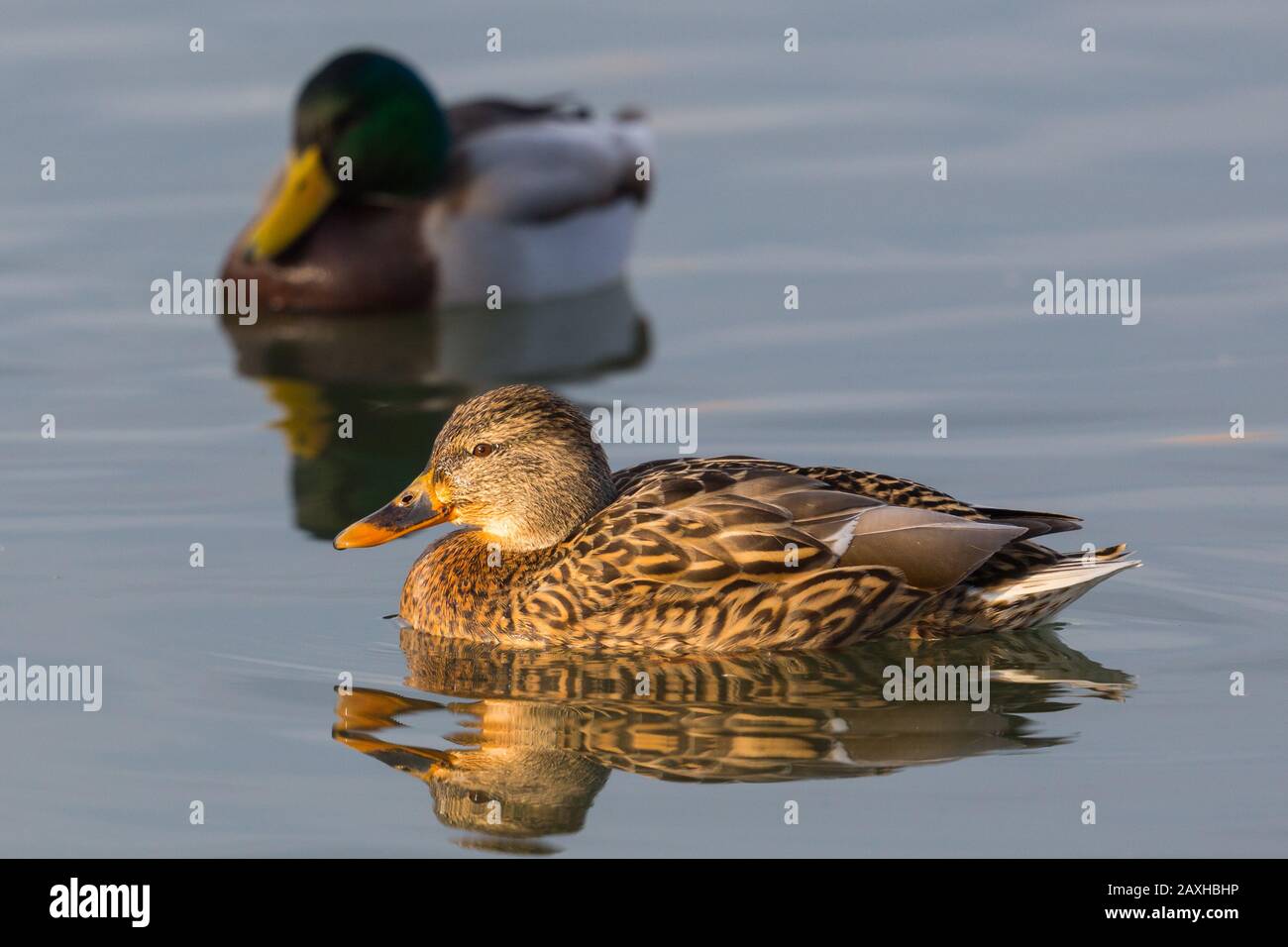 Couple de canards colvert Banque de photographies et d’images à haute ...