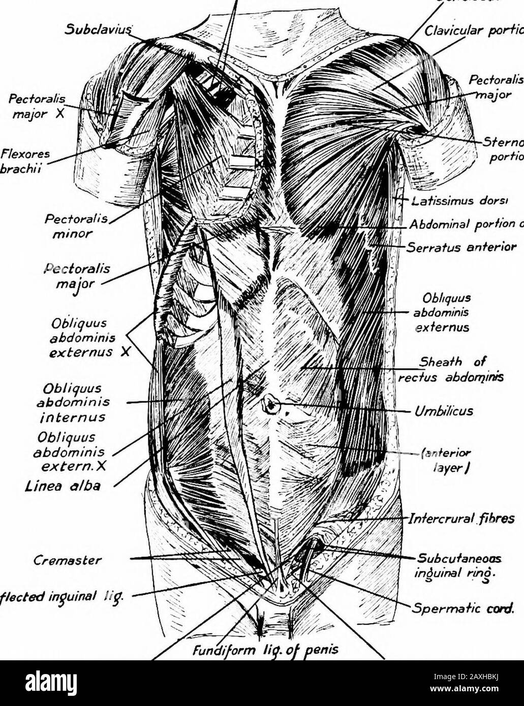 Pectoral muscles anatomy Banque de photographies et d’images à haute ...