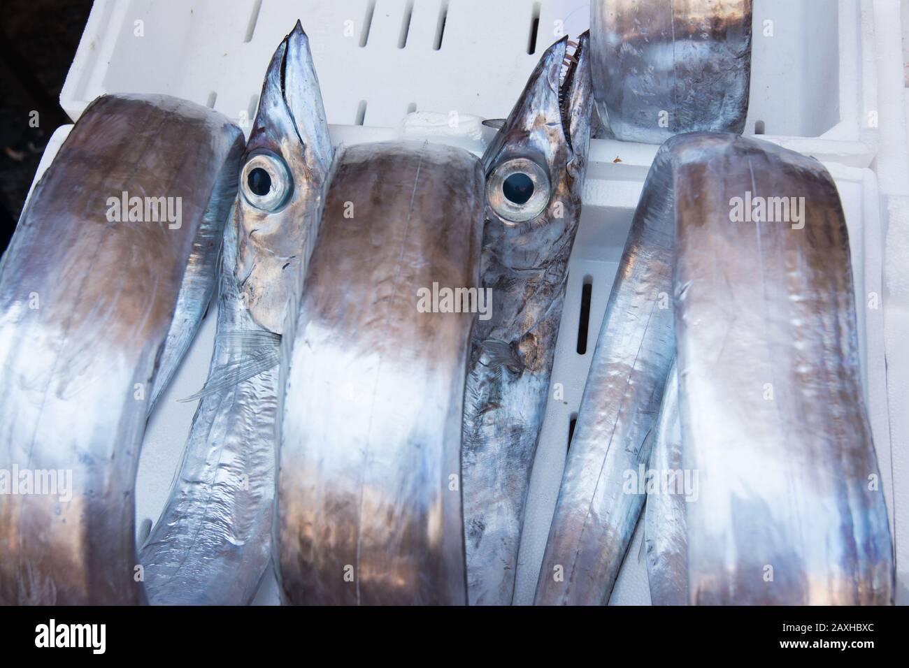 Poissons sabre Banque de photographies et d’images à haute résolution ...
