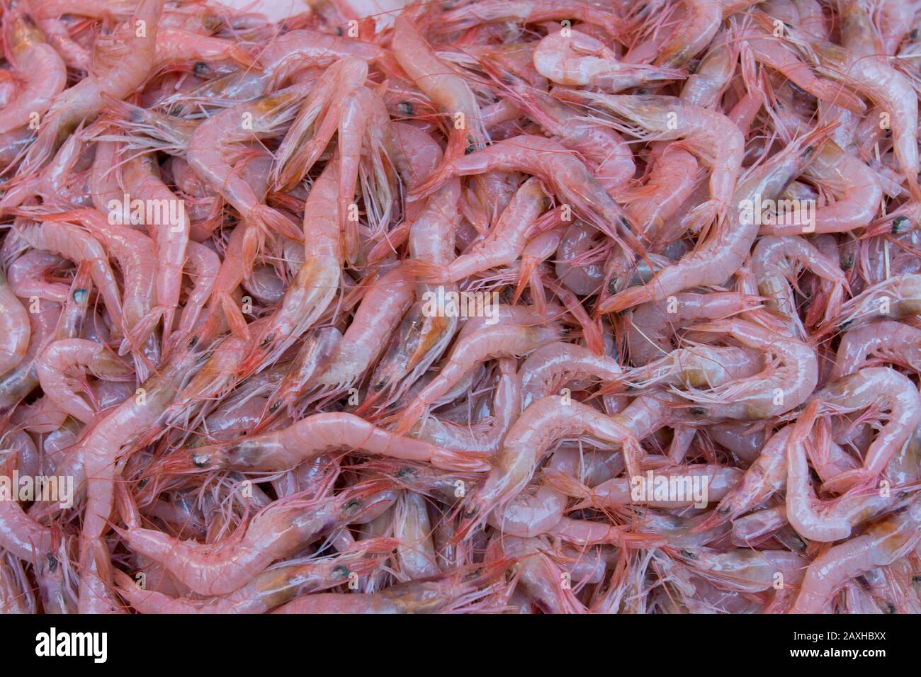 Catane, Sicile, Italie. Crevettes rouges, poissons méditerranéens ...