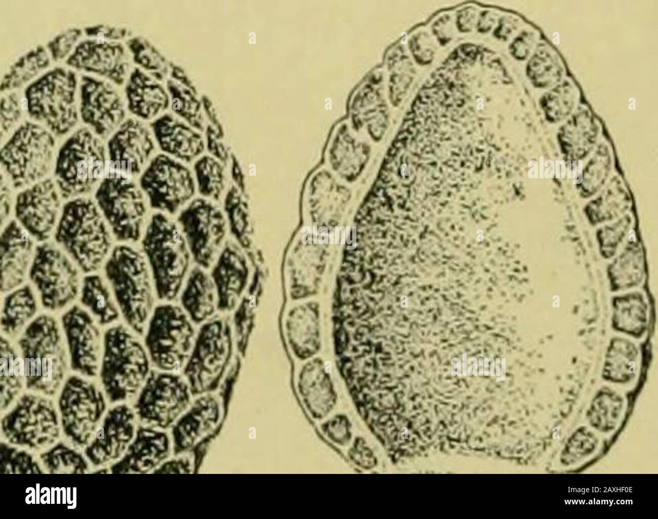 Hymenium bearing structure Banque de photographies et d’images à haute ...