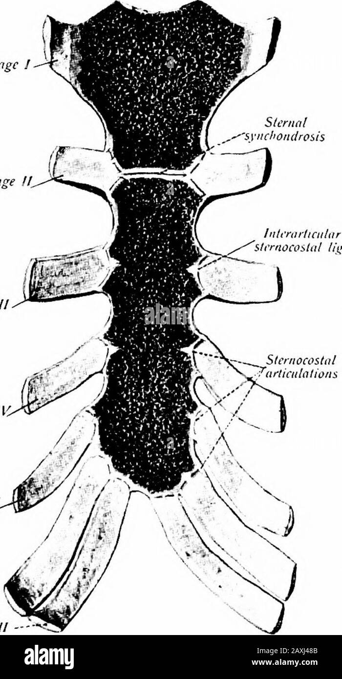 Ligament transverse Banque d'images noir et blanc - Alamy