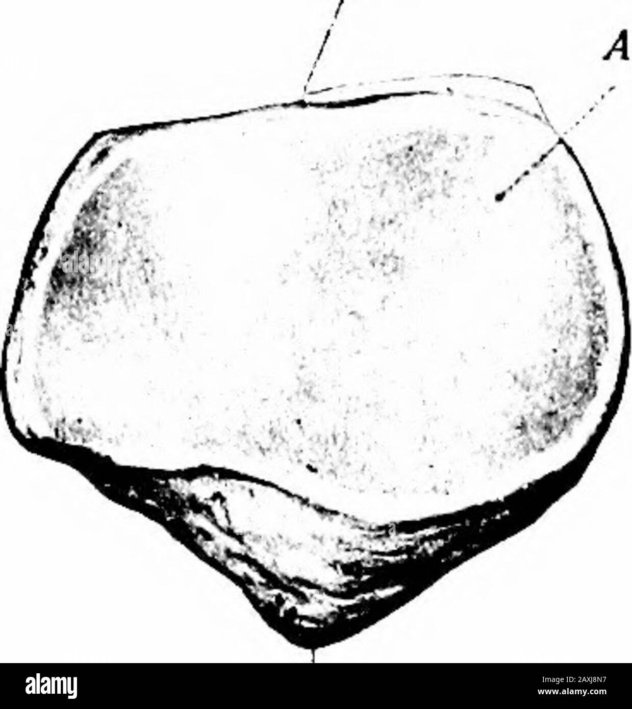 Un manuel d'anatomie . Surface Articulaire Apex Fig. 68.—la patella vue ...