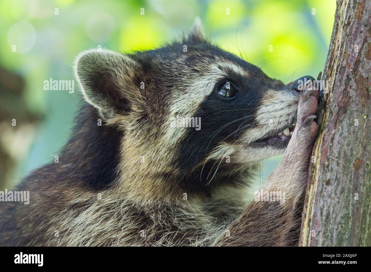 Gros raton laveur Banque de photographies et d’images à haute ...