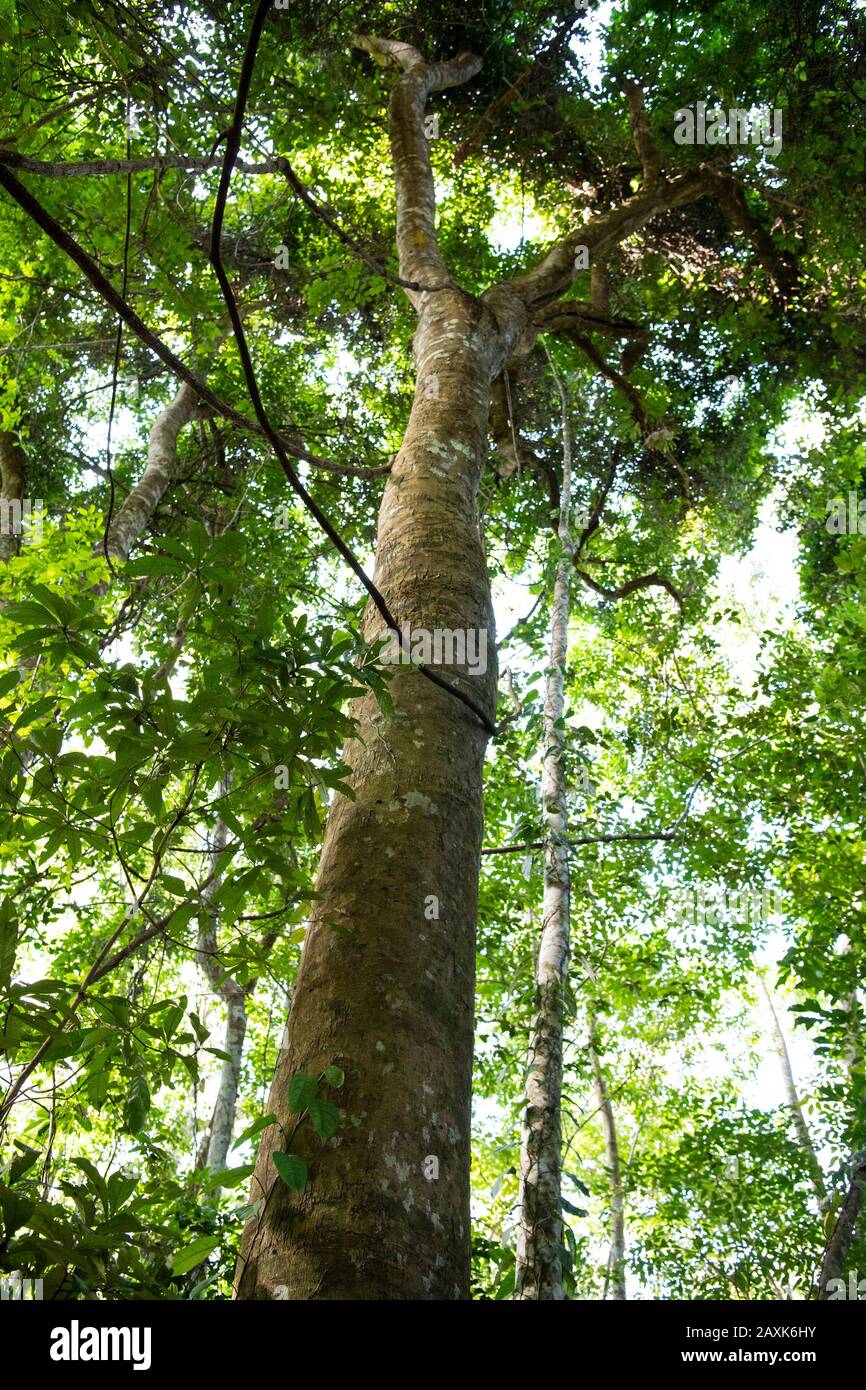 Antiaris toxicaria Banque de photographies et d’images à haute ...