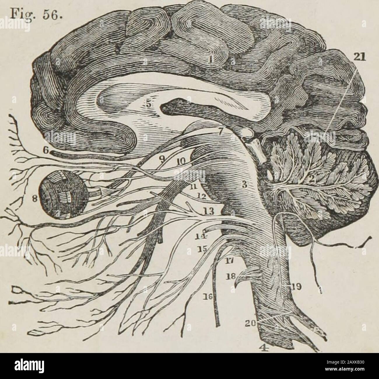 L'anatomie humaine et comparative, la physiologie et l'hygiène . s ...