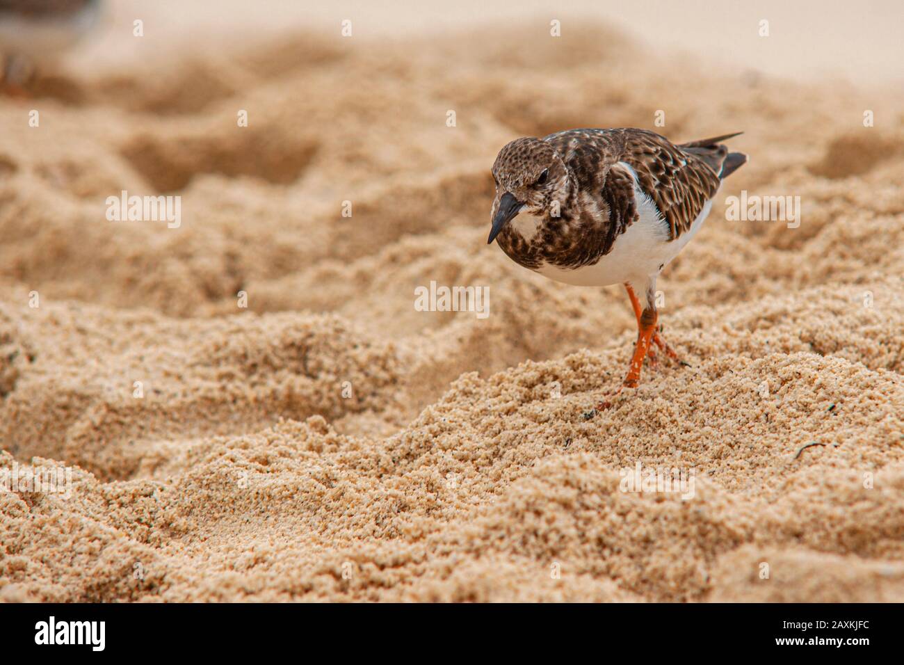 Dulus dominicus Banque de photographies et d’images à haute résolution ...