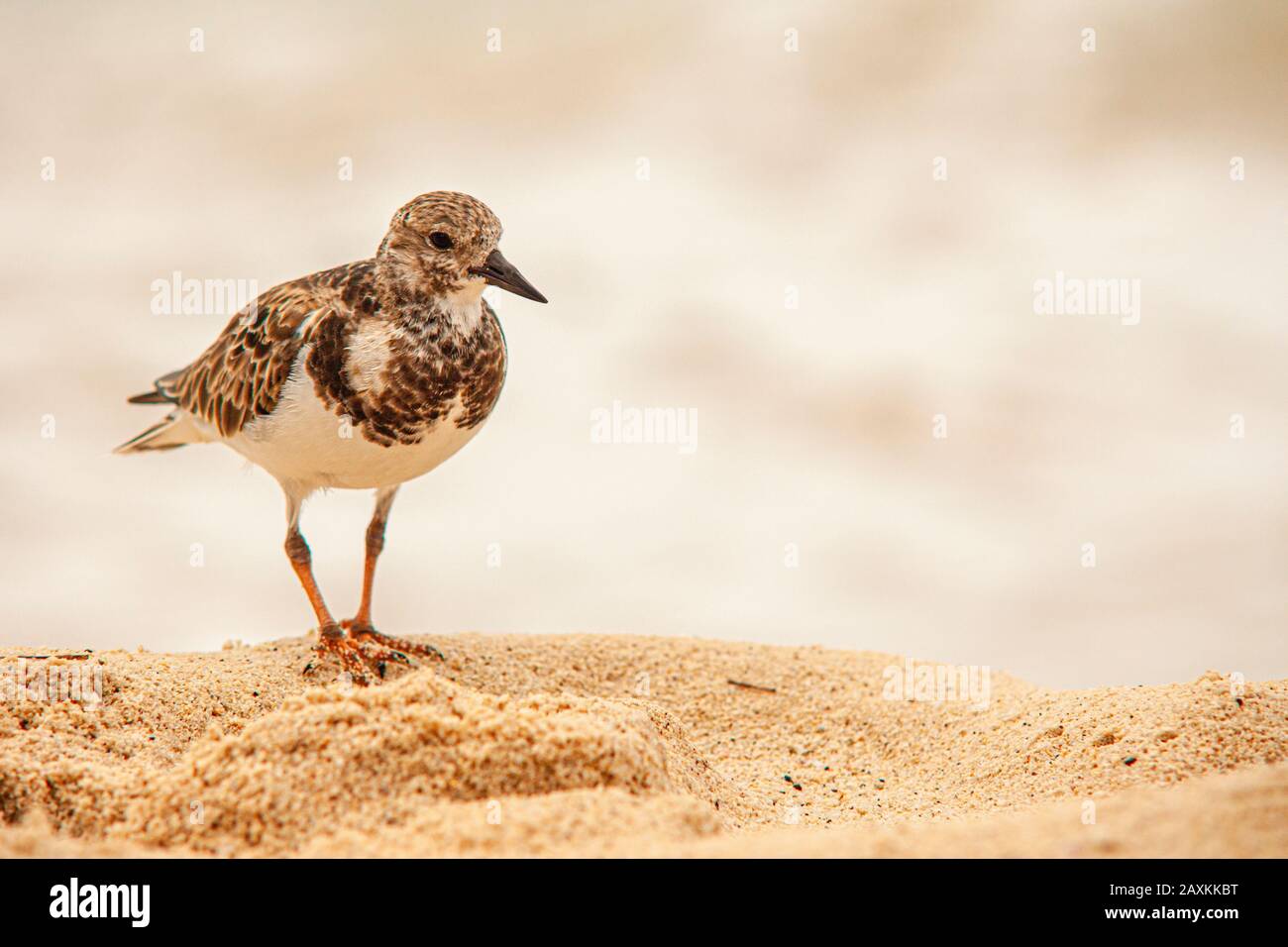 Dulus dominicus Banque de photographies et d’images à haute résolution ...