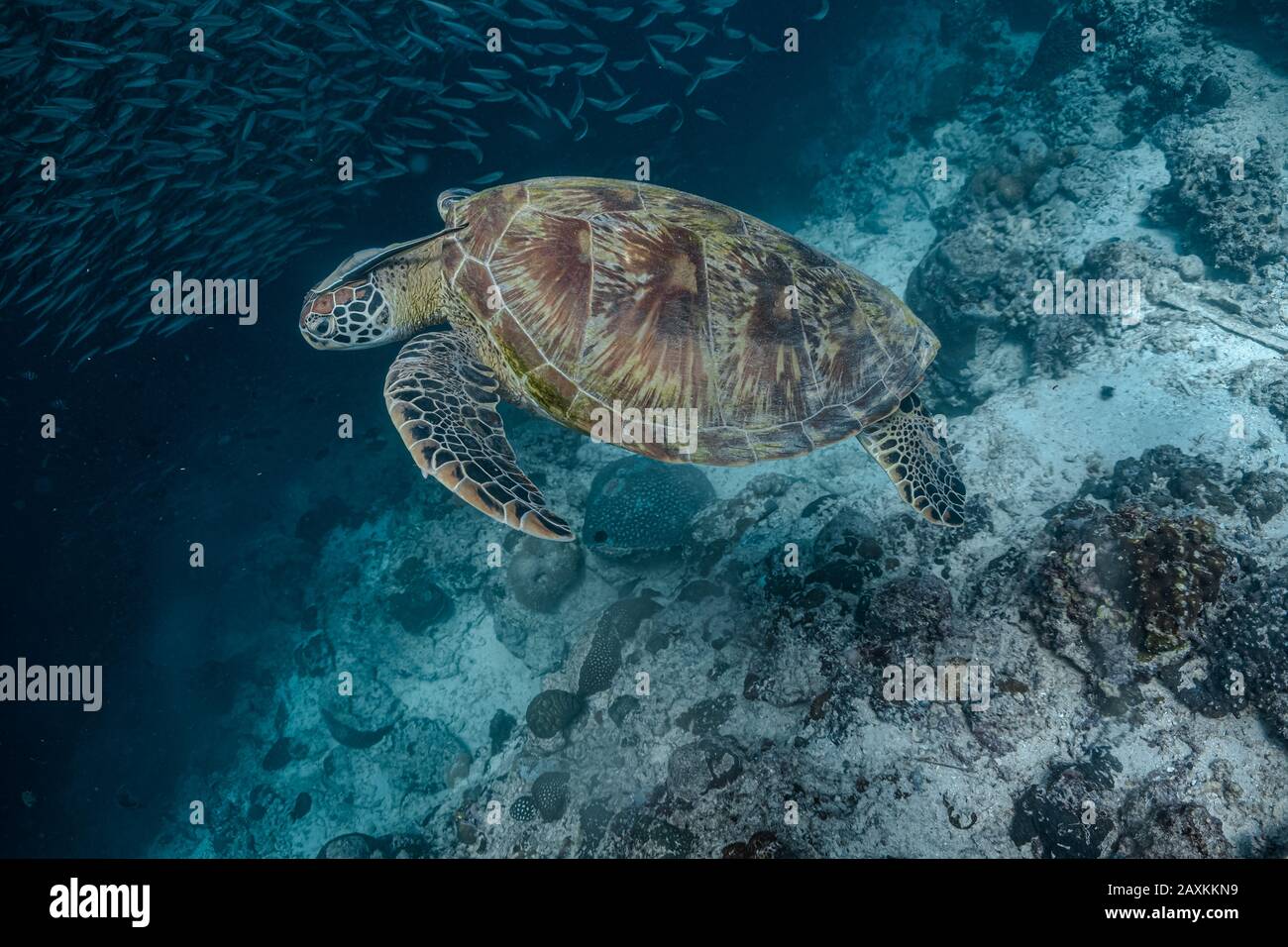 Tortue verte chelonia mydas natation Banque de photographies et d ...