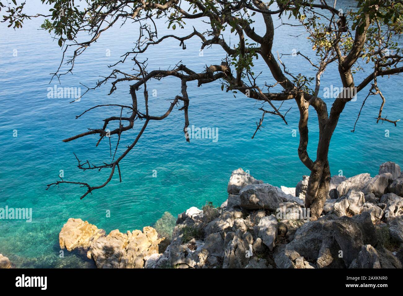 Vue à travers les arbres sur la côte aux eaux turquoise dans la baie de ...