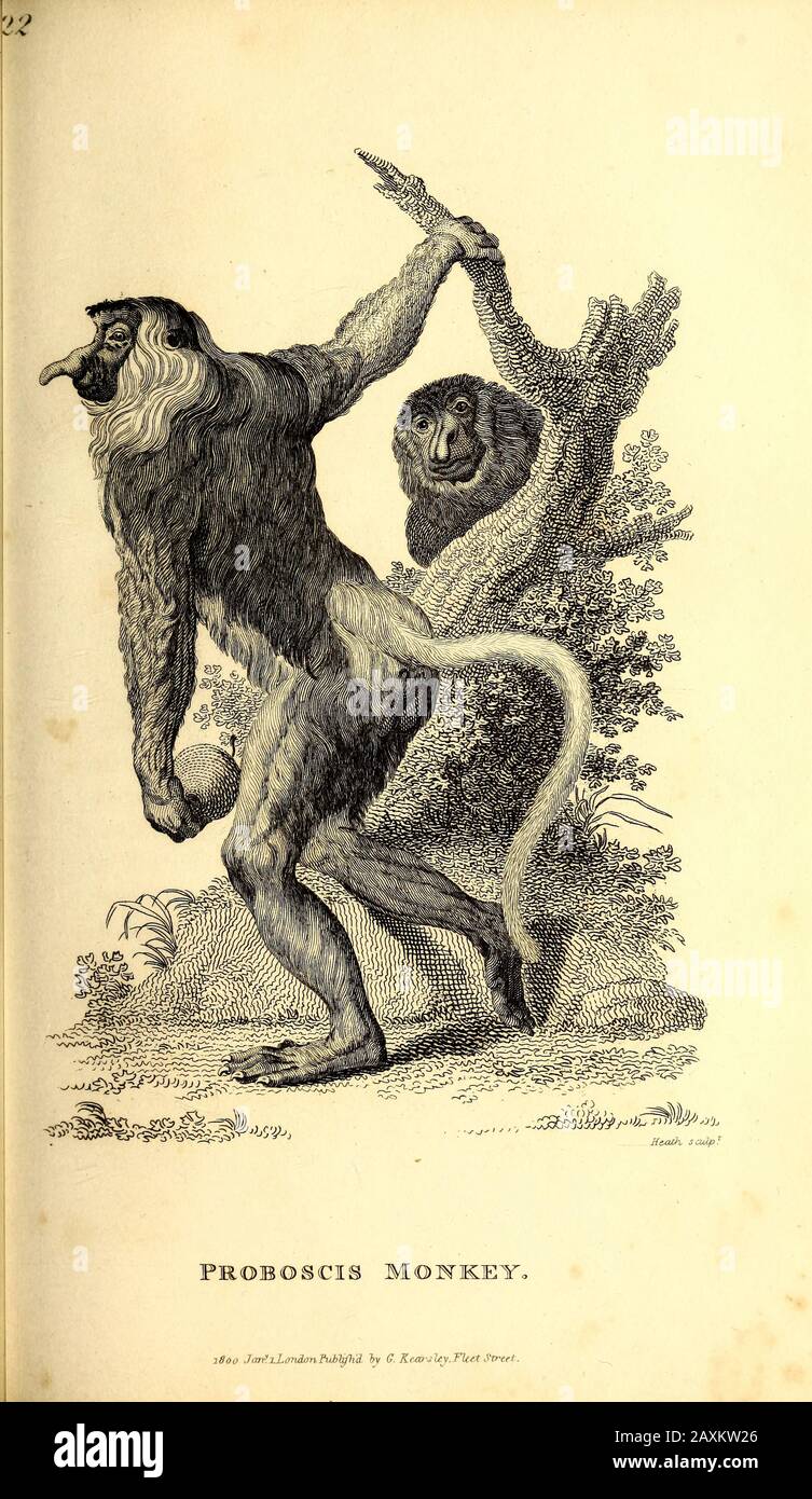 Vieux Singe Banque d'image et photos - Alamy