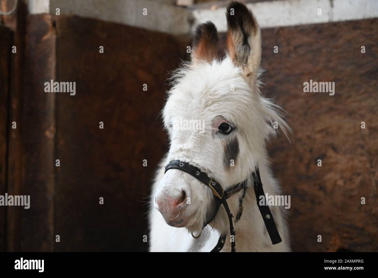 ânes mignons Banque de photographies et d’images à haute résolution - Alamy