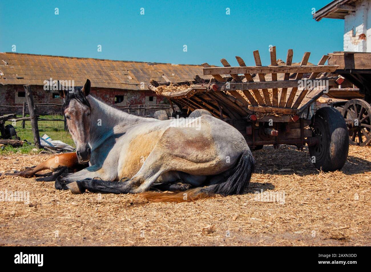 le cheval adulte mare blanc et son poual brun est allongé près d'une ...