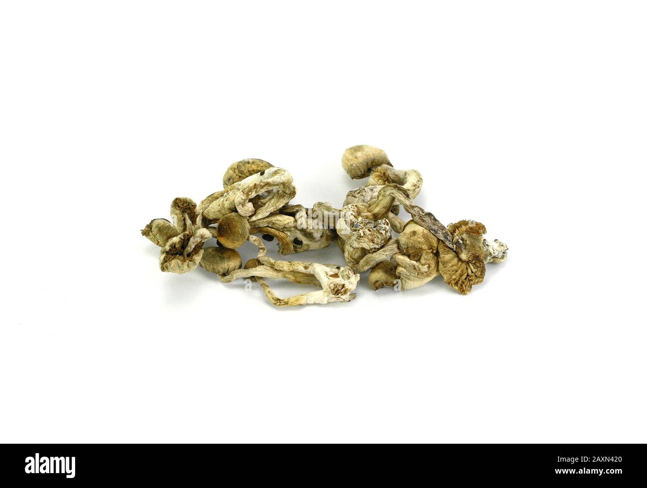 champignons magiques séchés psilocybe cubensis psilocybin. 'Champignons ...