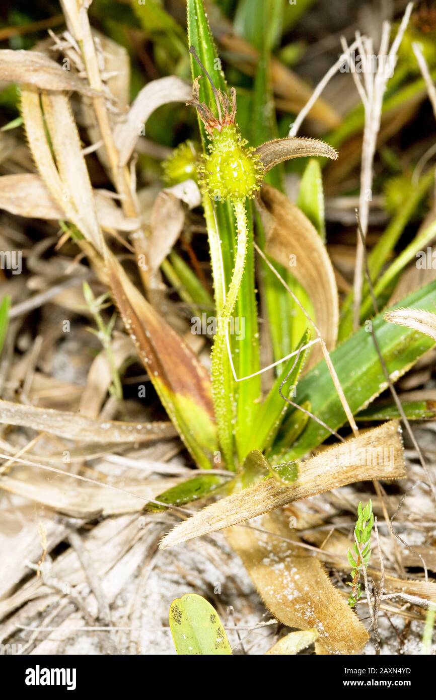 Vellozia sp Banque de photographies et d’images à haute résolution - Alamy