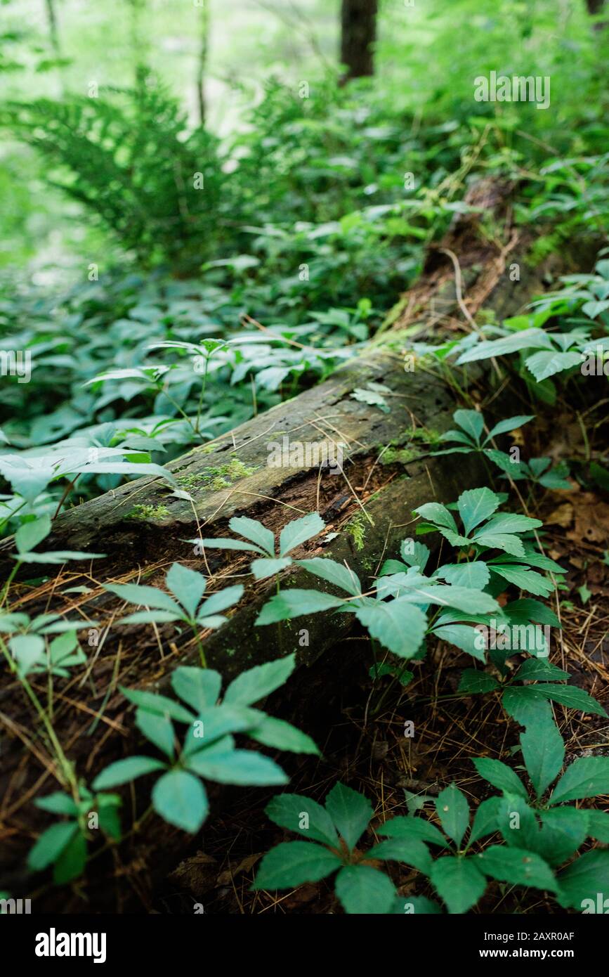 Rotten log Banque de photographies et d’images à haute résolution - Alamy