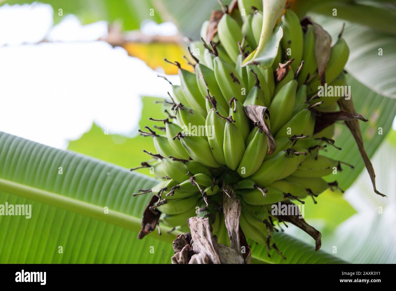 Bananier costa rica Banque de photographies et d’images à haute ...