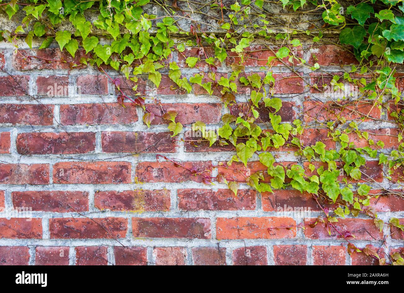 Mur de briques avec lierre grimpant Banque de photographies et d’images ...