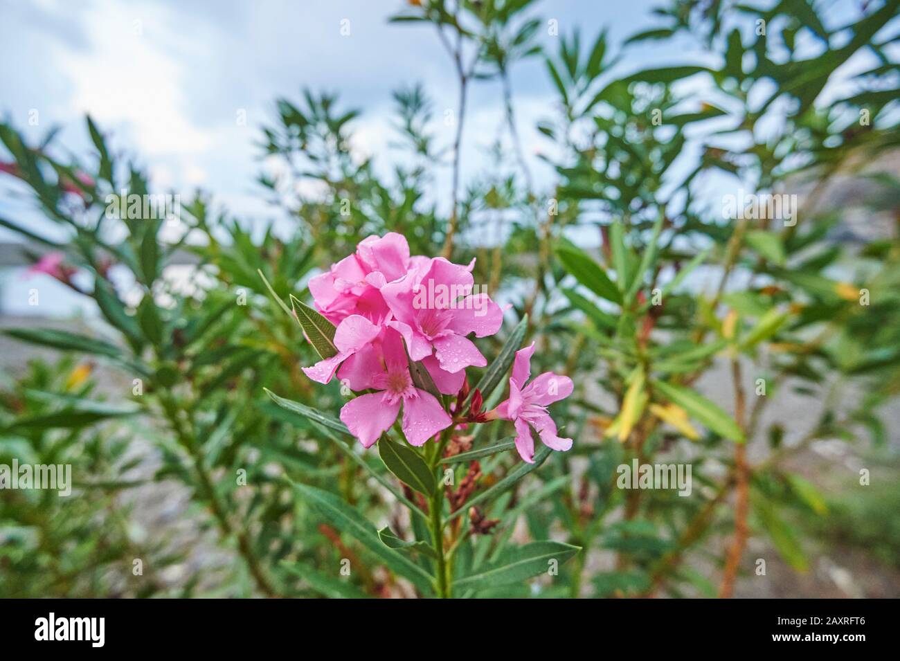 Rhododendron detail Banque de photographies et d’images à haute ...