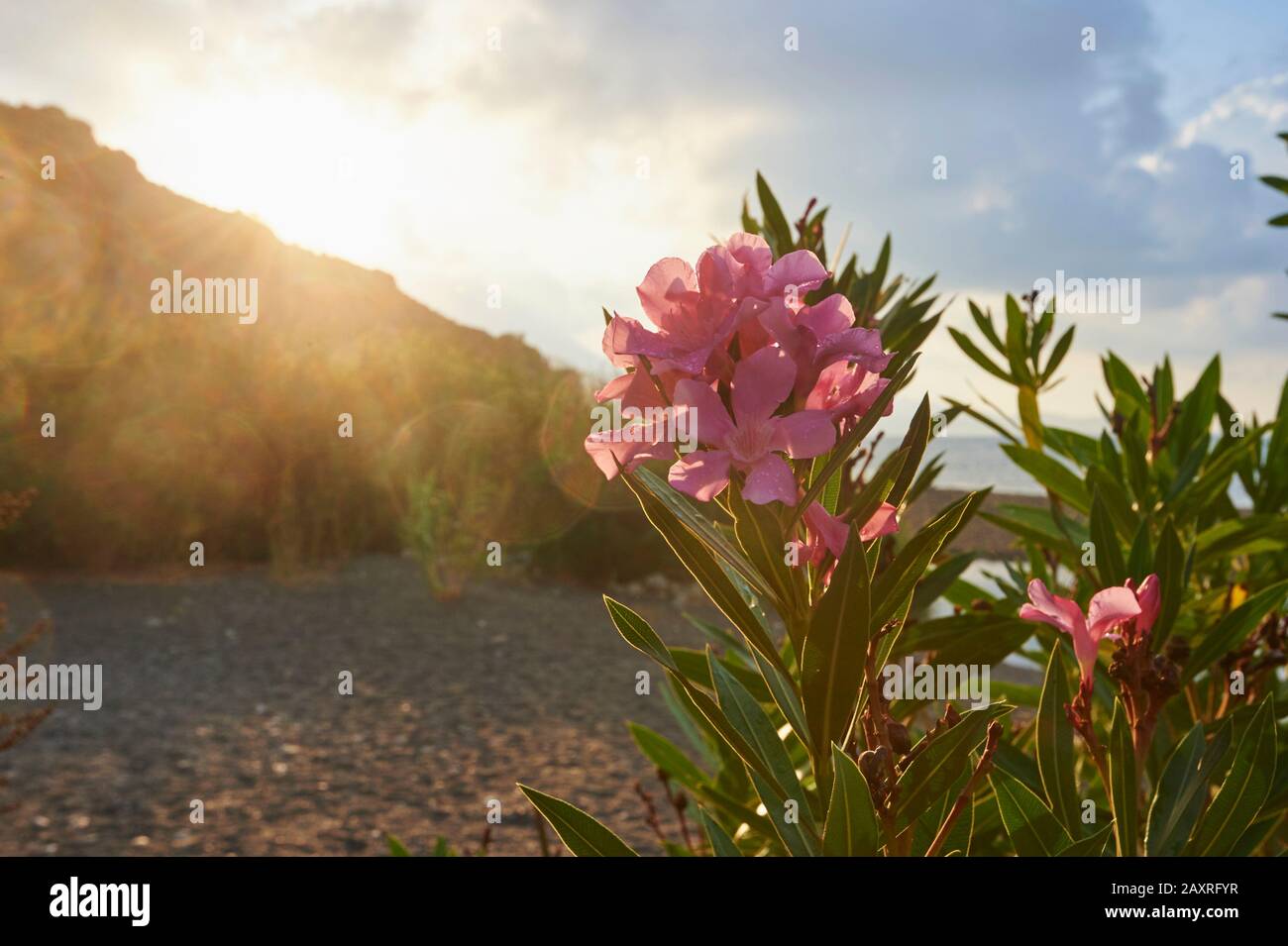 Rhododendron detail Banque de photographies et d’images à haute ...