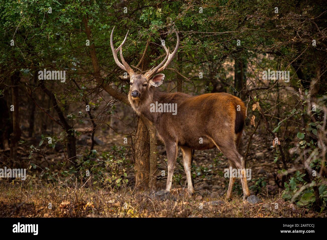 Cerf sambar dans l'habitat des zones humides Banque de photographies et ...