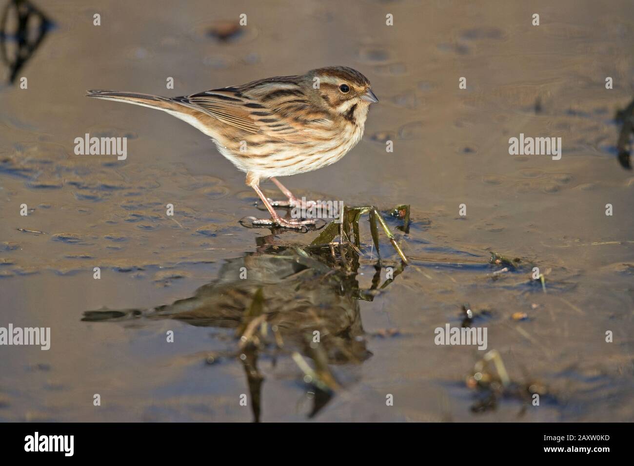 Bruant Des Roseaux Femelle Banque d'image et photos - Alamy
