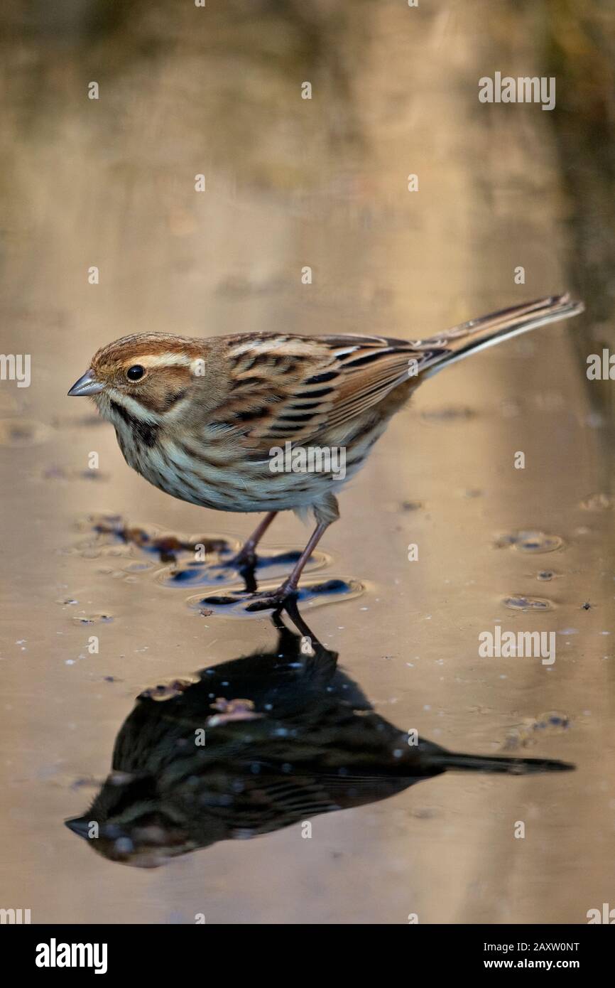 Bruant Des Roseaux Femelle Banque d'image et photos - Alamy