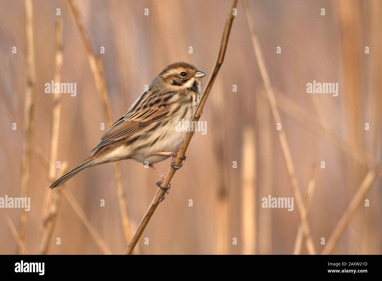 Bruant des roseaux Banque de photographies et d’images à haute ...