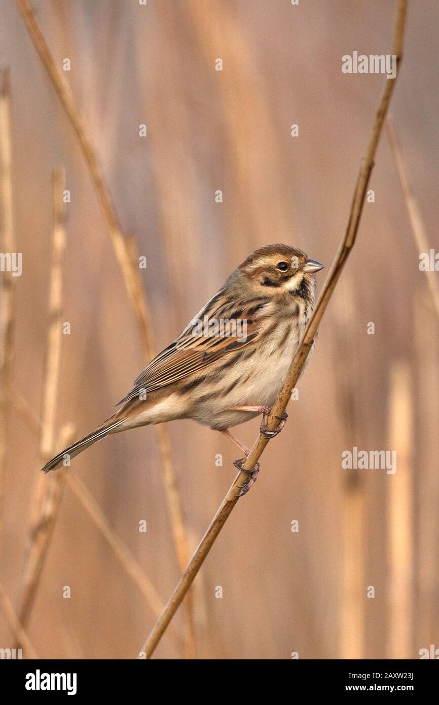 Bruant des roseaux femelle Banque de photographies et d’images à haute ...