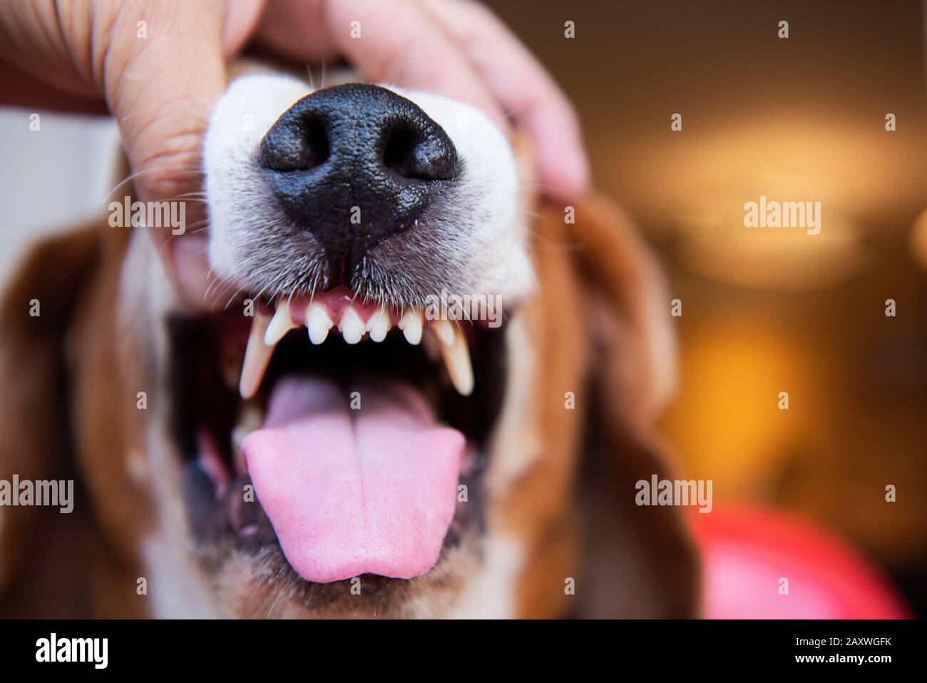 Le vétérinaire de l'hôpital se brossant les dents du chien Pour trouver ...