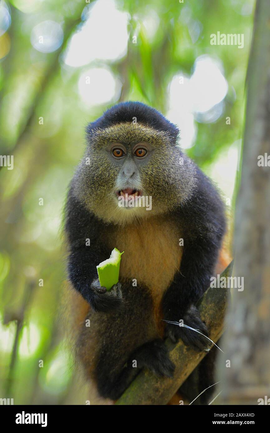 Forêt de singes Banque de photographies et d’images à haute résolution ...