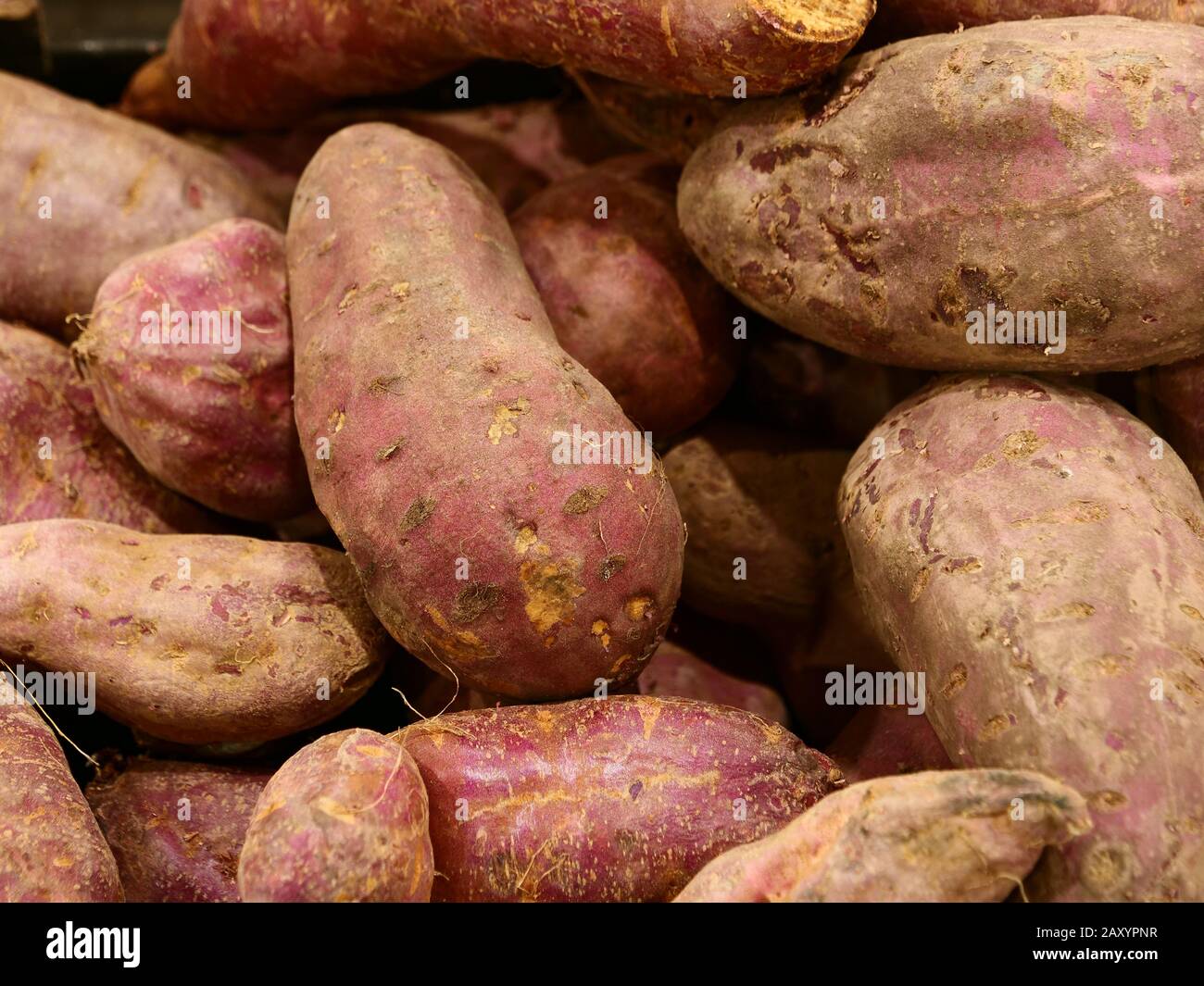 Ipomoea batatas purple Banque de photographies et d’images à haute ...