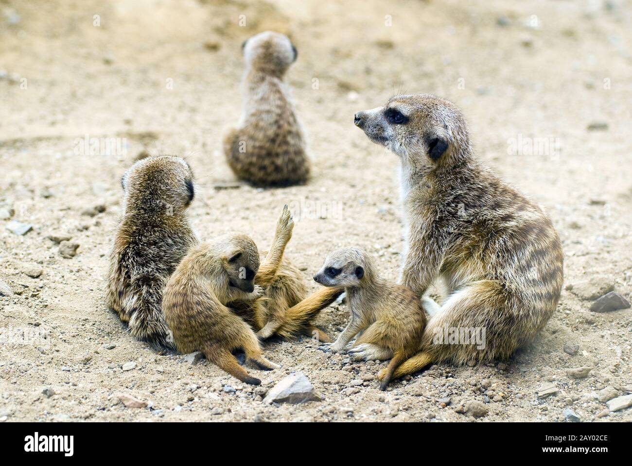 Meerkat family Banque de photographies et d’images à haute résolution ...