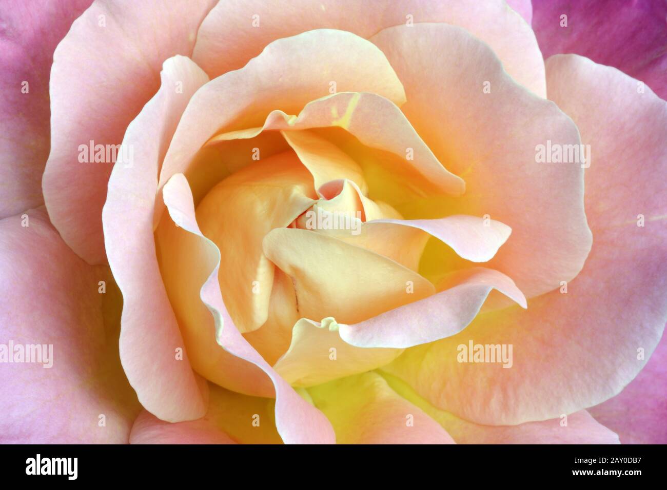 Rosa spec Banque de photographies et d’images à haute résolution - Alamy