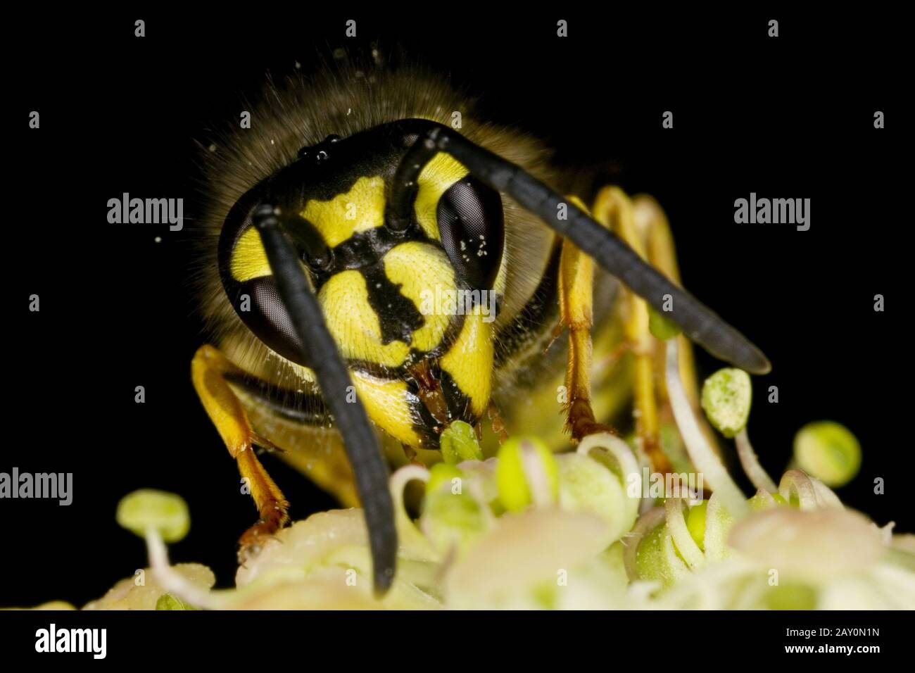 Vespula vulgaris detail Banque de photographies et d’images à haute ...