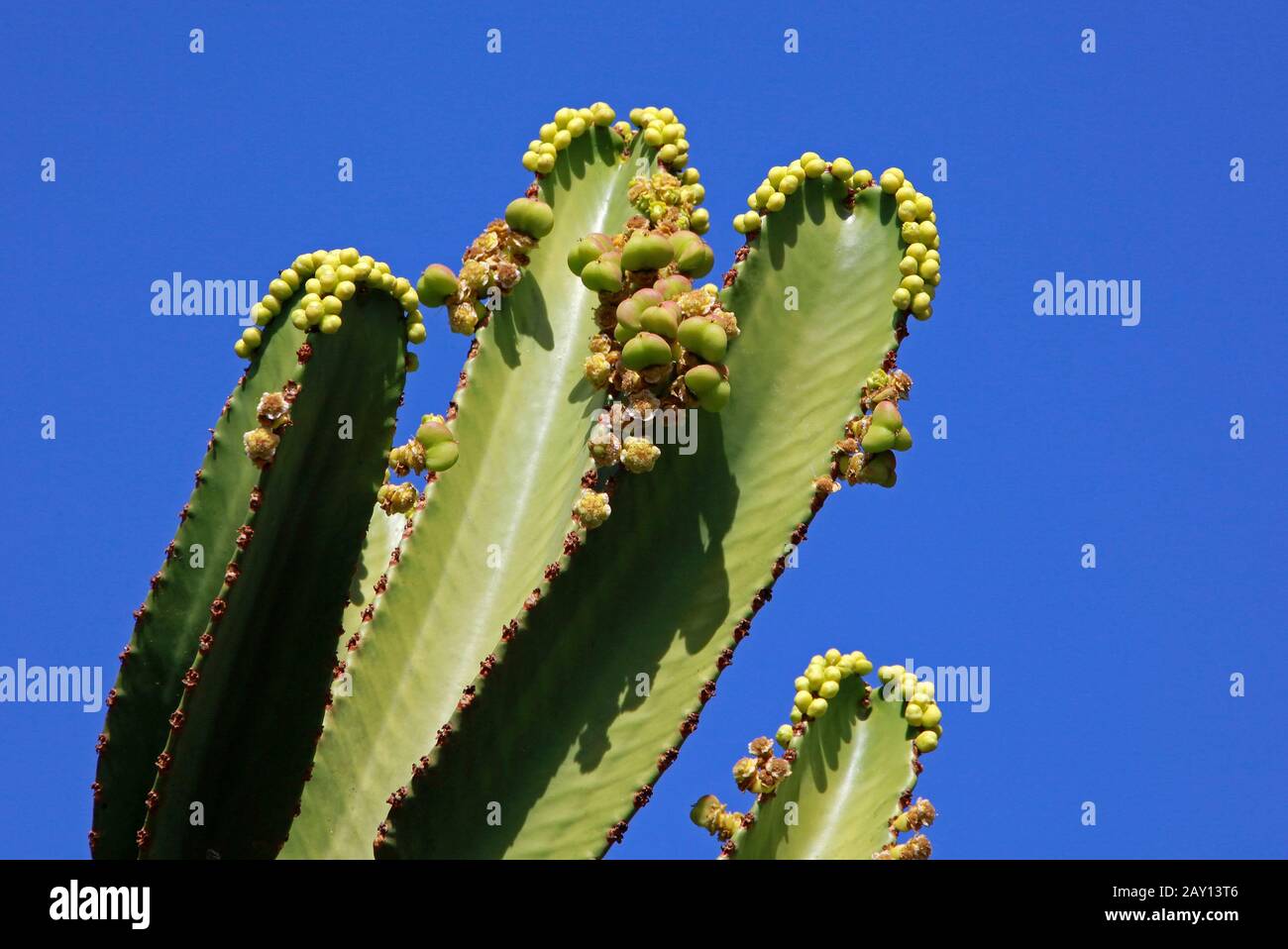 Cactus canari Banque de photographies et d’images à haute résolution ...