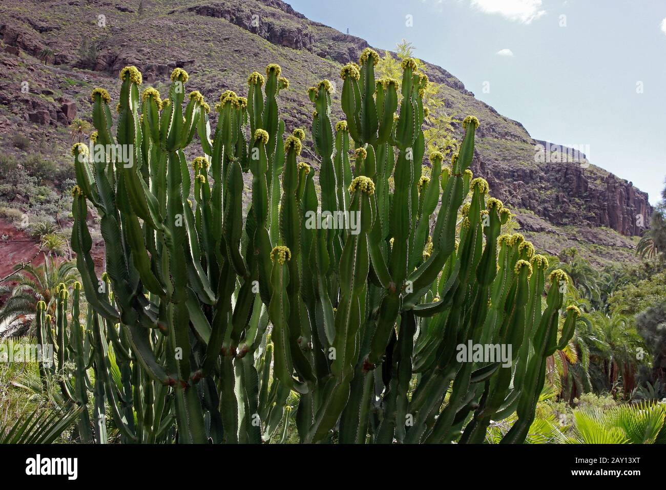 Cactus canari Banque de photographies et d’images à haute résolution ...