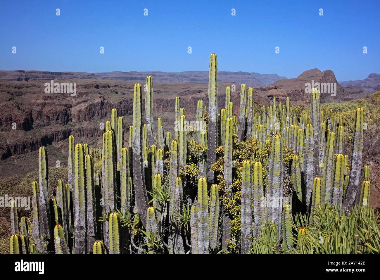Cactus canari Banque de photographies et d’images à haute résolution ...