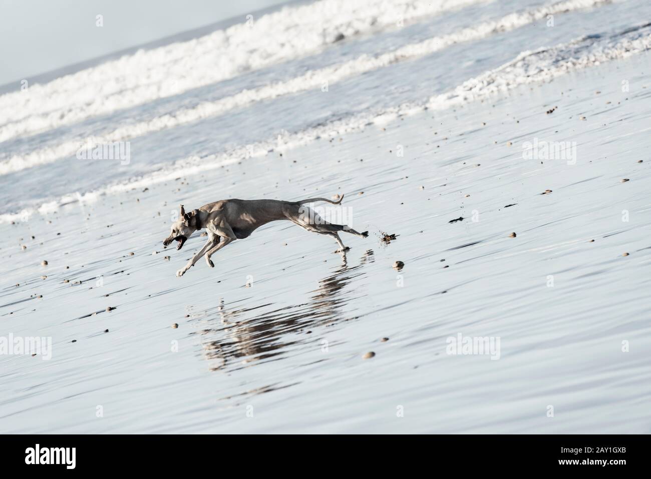 Chien De Chasse Arabe Banque d'image et photos - Alamy