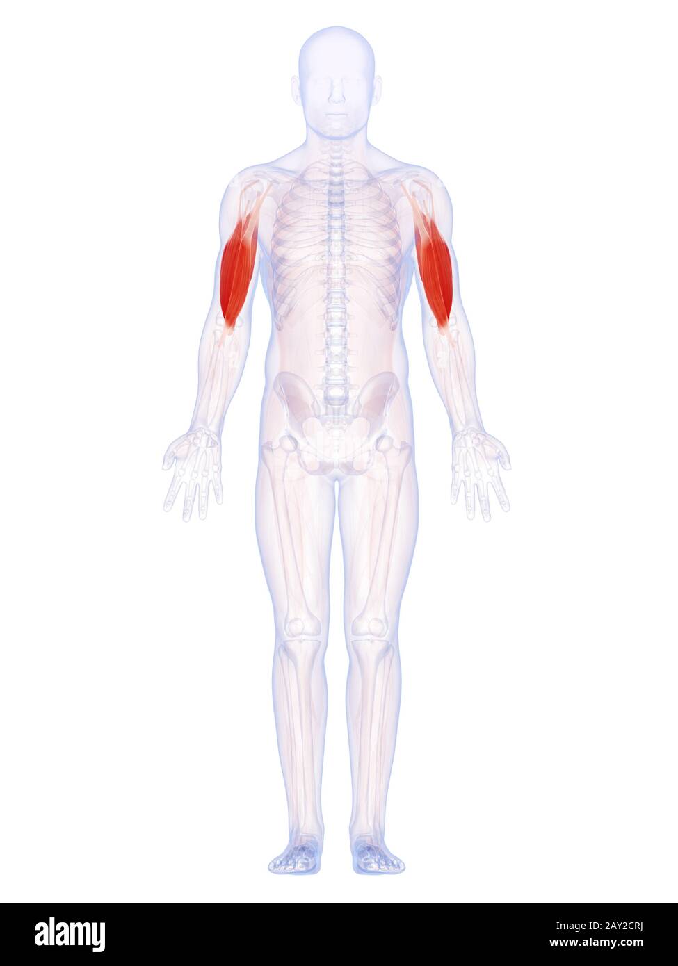 Muscles of the upper arm Banque de photographies et d’images à haute ...