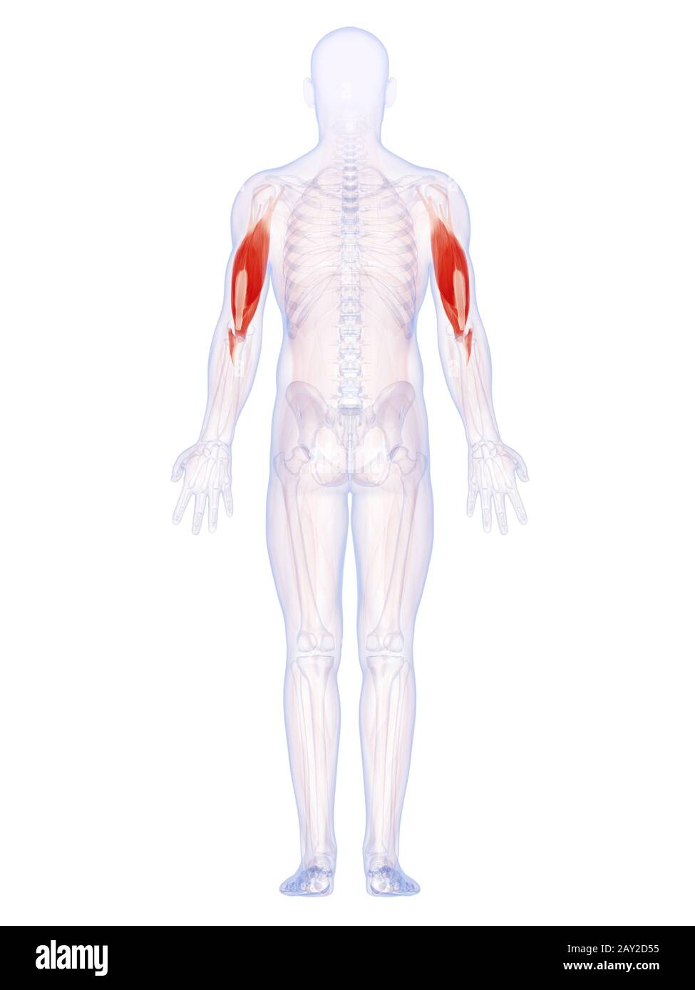 Muscles of the upper arm Banque de photographies et d’images à haute ...