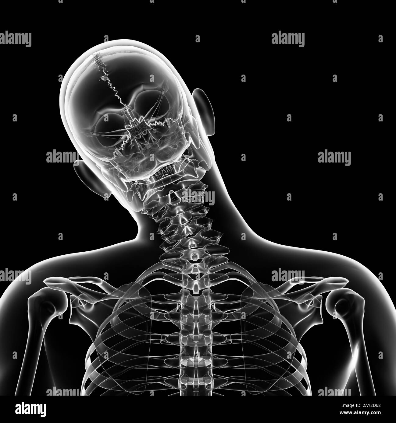Anatomie du cou en 3 d Banque d'images noir et blanc - Page 2 - Alamy