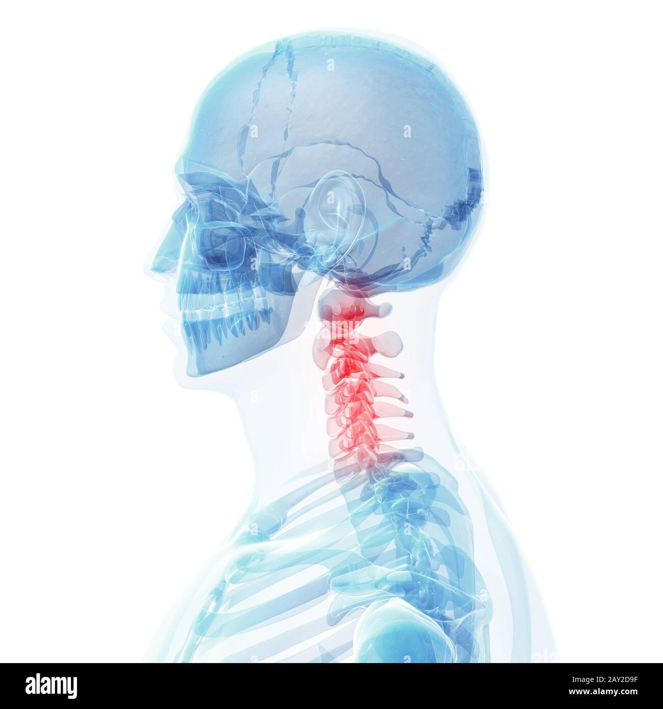 Anatomie du cou en 3 d Banque de photographies et d’images à haute ...