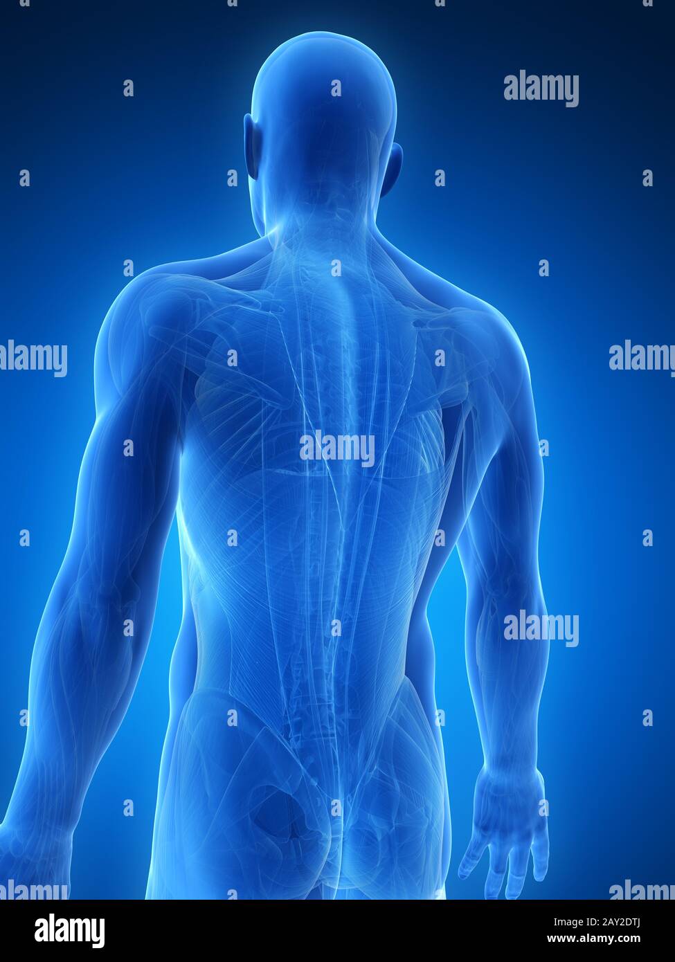 Anatomie des muscles masculins Banque de photographies et d’images à ...