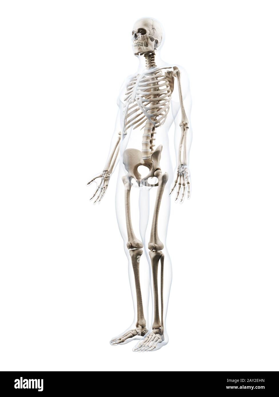 Esqueleto humano 3d Banque d'images détourées - Alamy